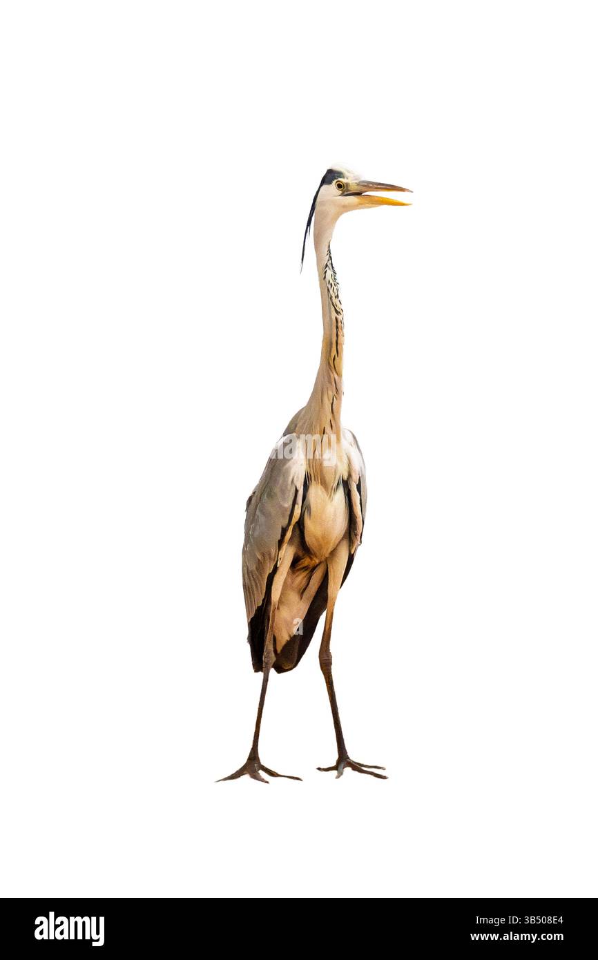 Large bill beak Cut Out Stock Images & Pictures - Alamy