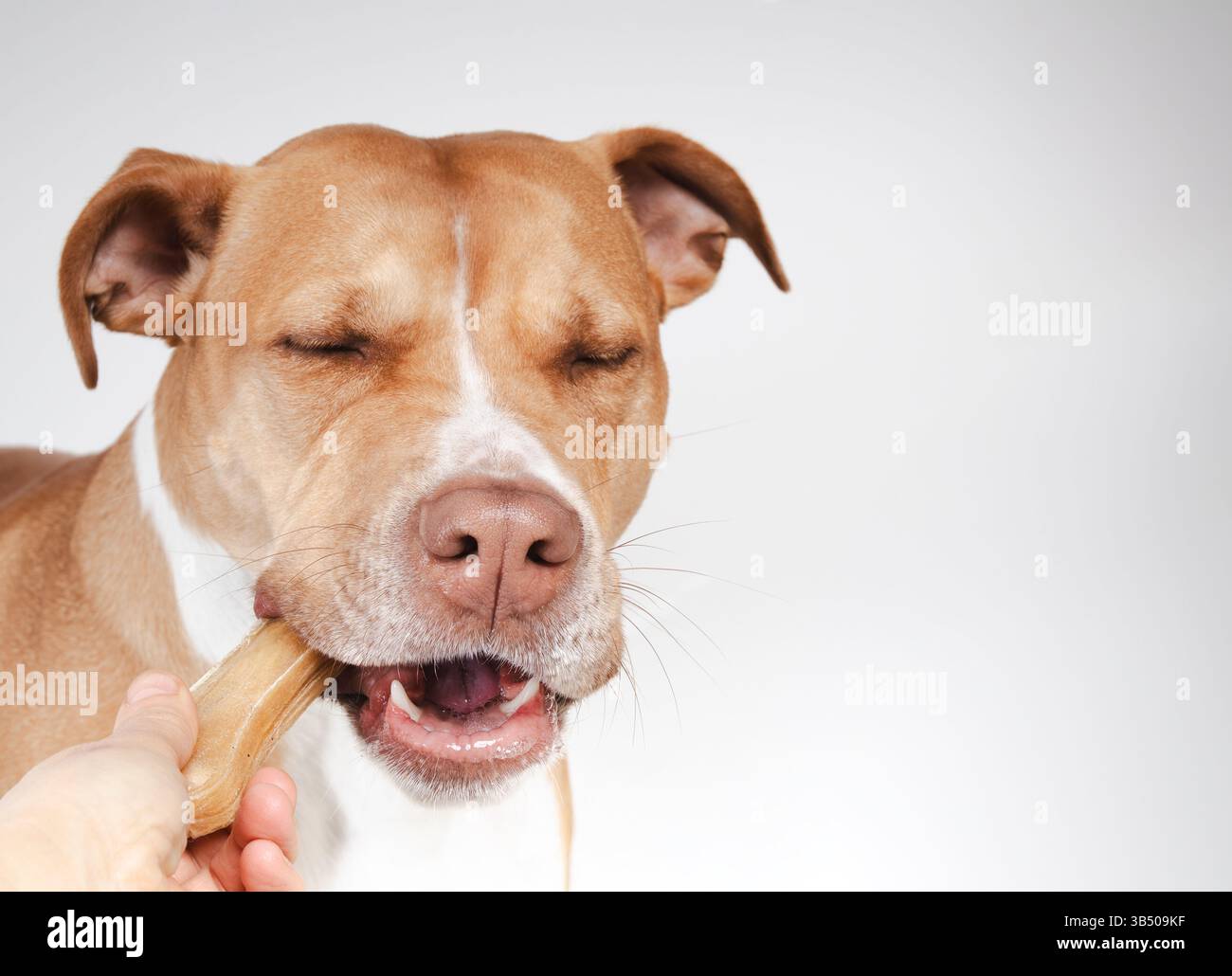 Pitbull enjoying treat hi-res stock photography and images - Alamy