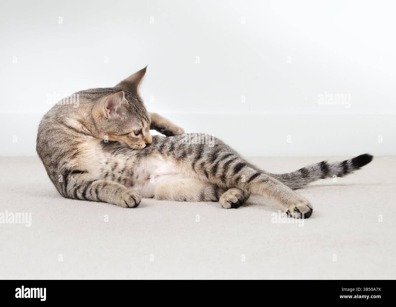 Kitten grooming itself after spay surgery and finally cone off. Side ...