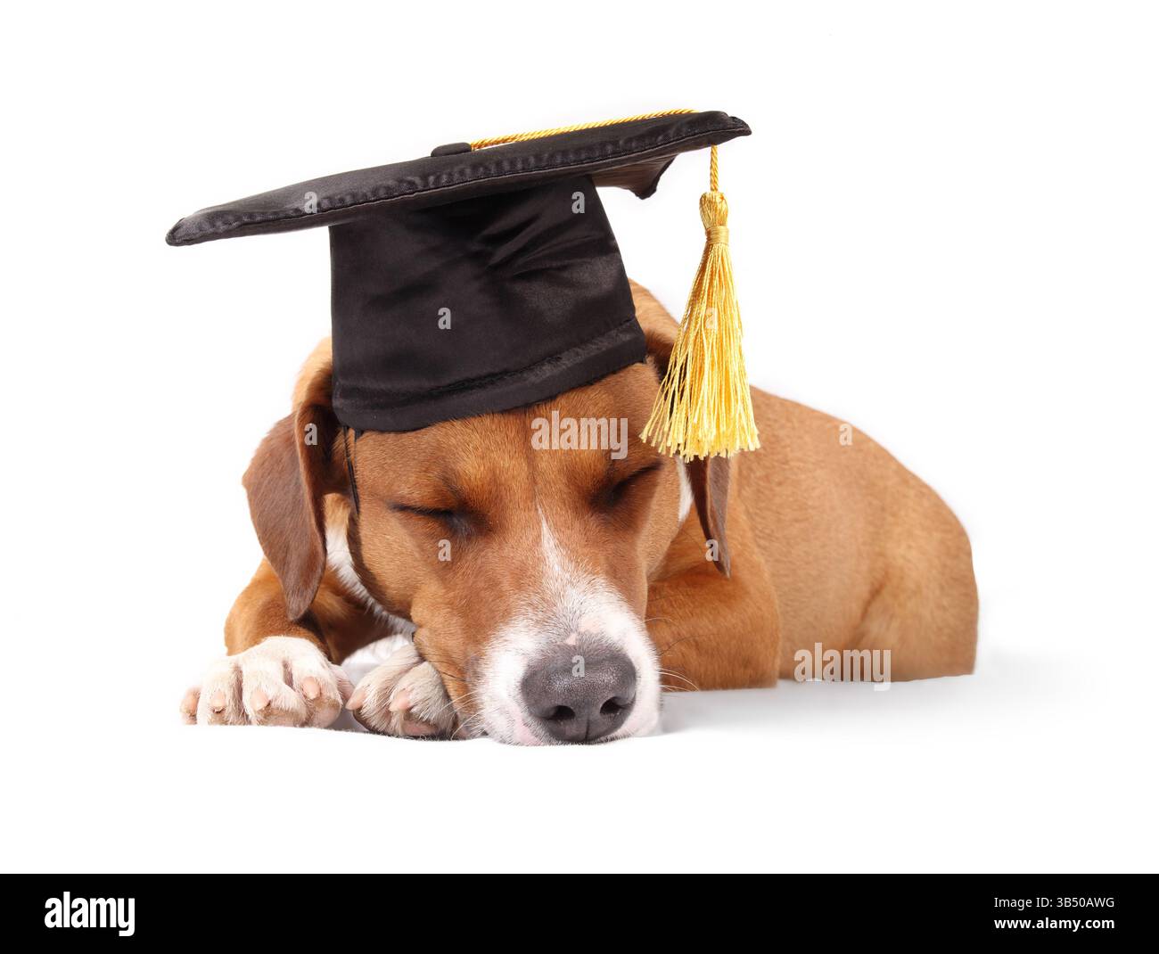 Exhausted bachelor hi-res stock photography and images - Alamy