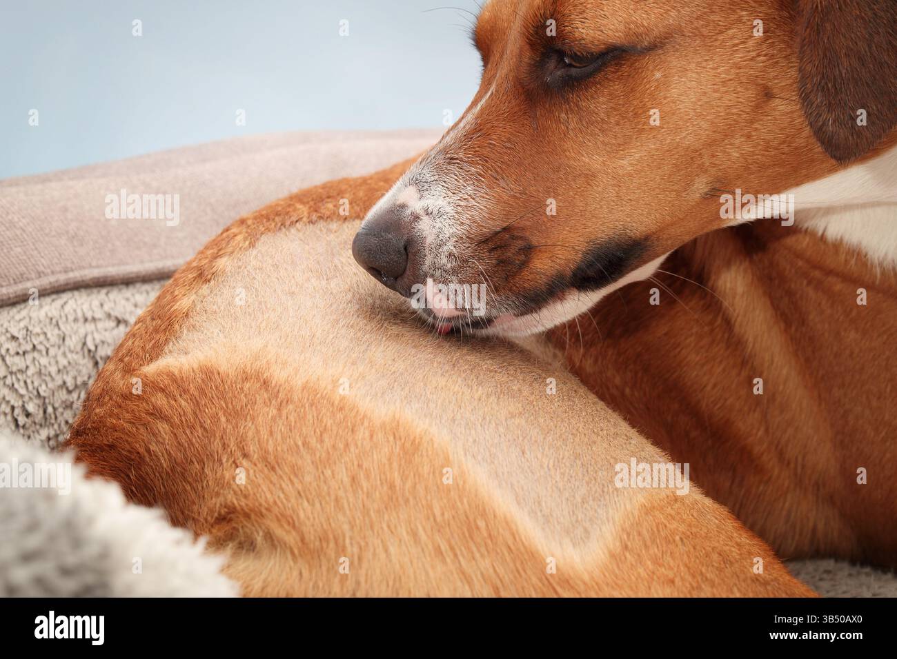 Laceration wound hi-res stock photography and images - Alamy