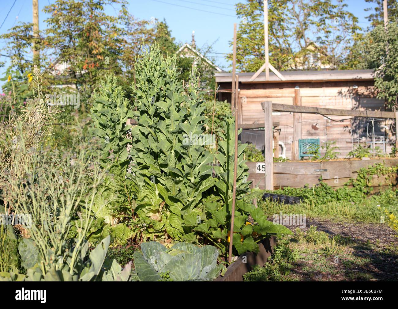 Lush overgrown garden. Focus on very tall lettuce plants bolted growing ...