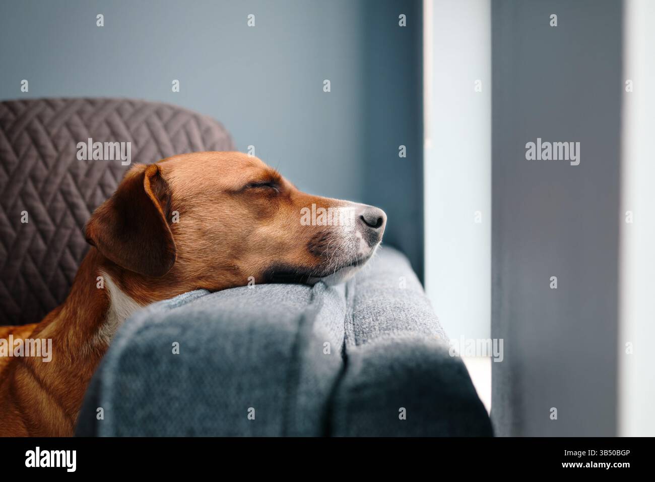 Relaxed dog with head on sofa side. Funny dog sleeping position. Side ...