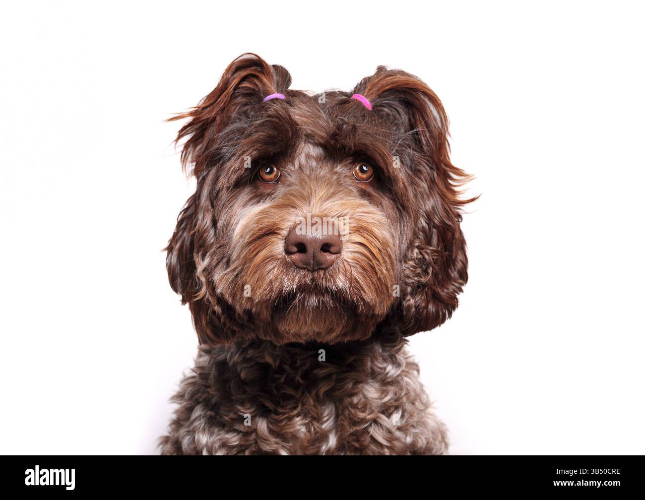 Cute dog with pig tails or twin tails. Large brown fluffy dog with 2 ...