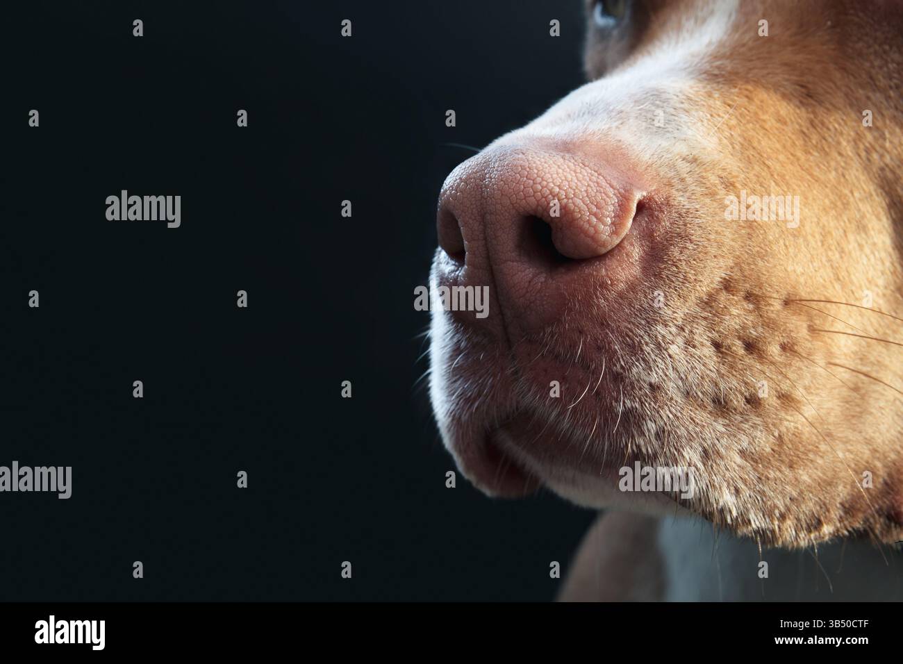 Pink dog nose on black background. Close up. Perspective view of puppy ...