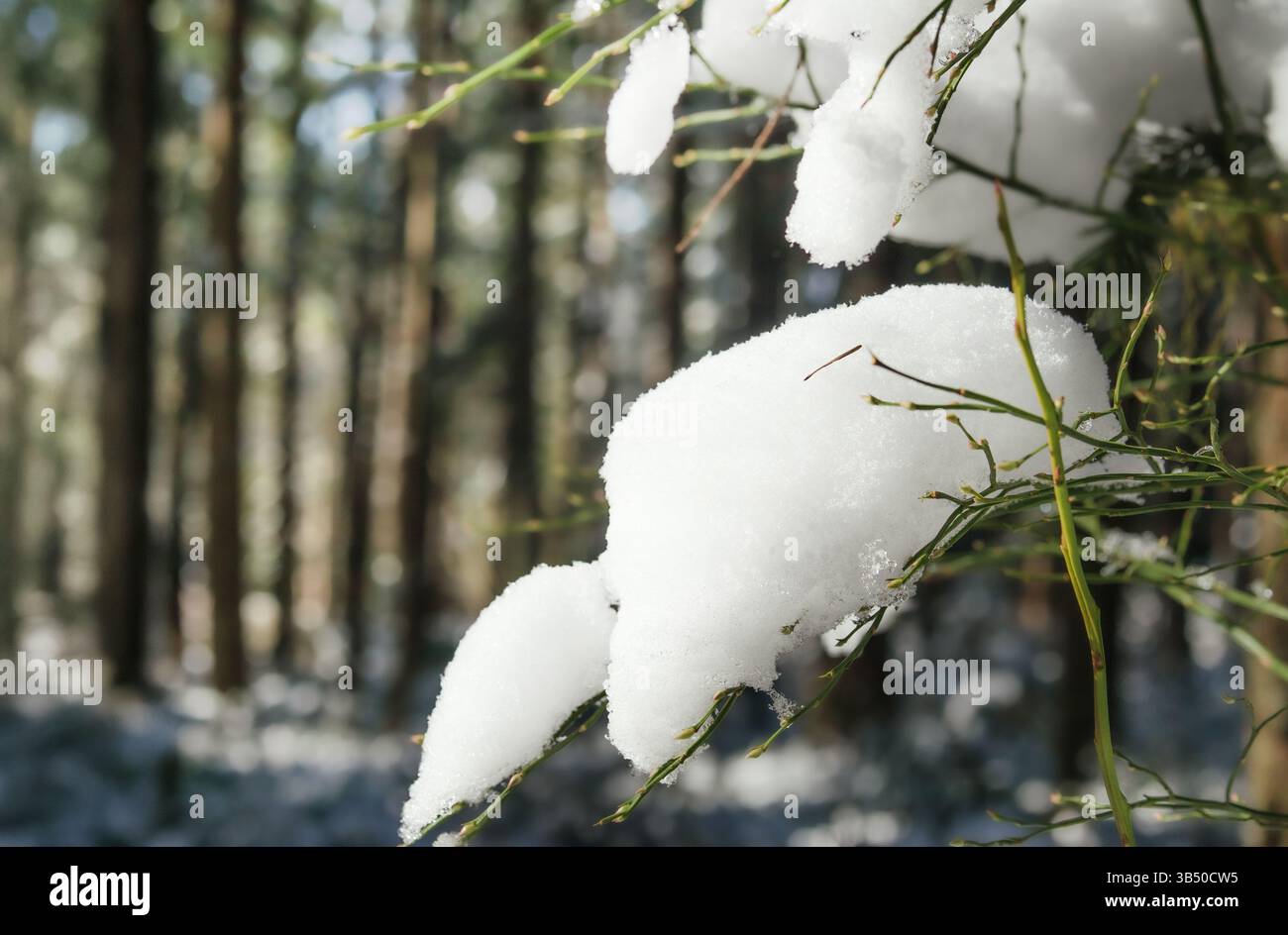 Snow covered blue berry bush in winter forest. Winter rainforest ...