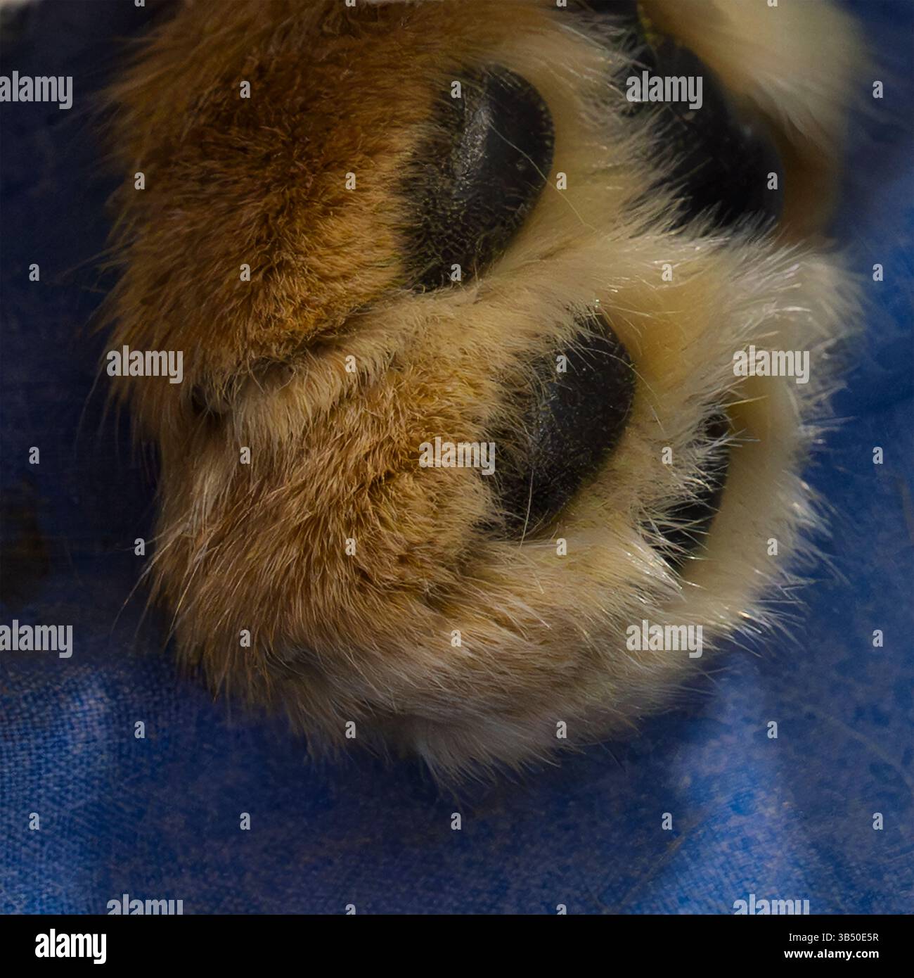 Caracal species hi-res stock photography and images - Alamy