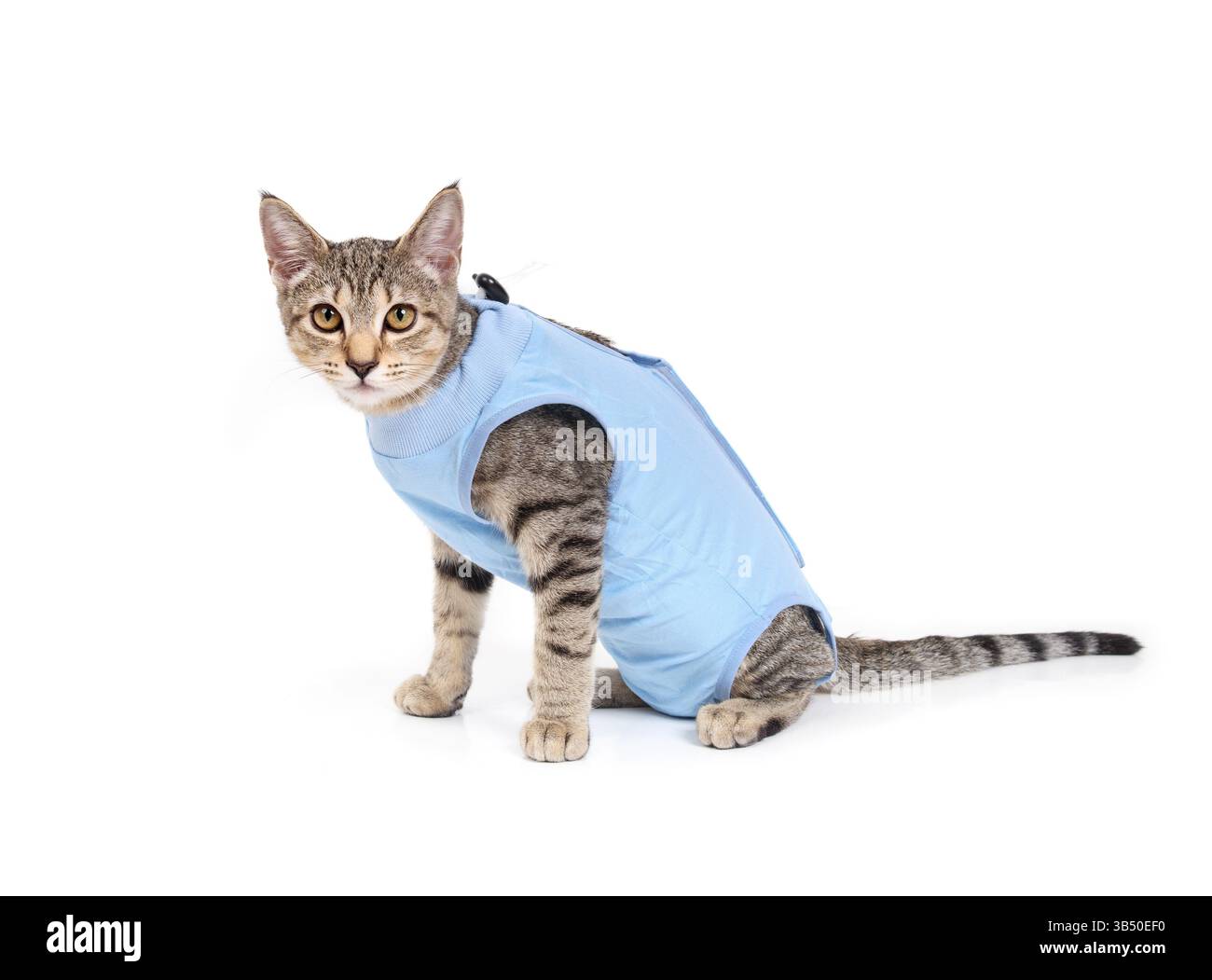 Cat in suit hi-res stock photography and images - Alamy