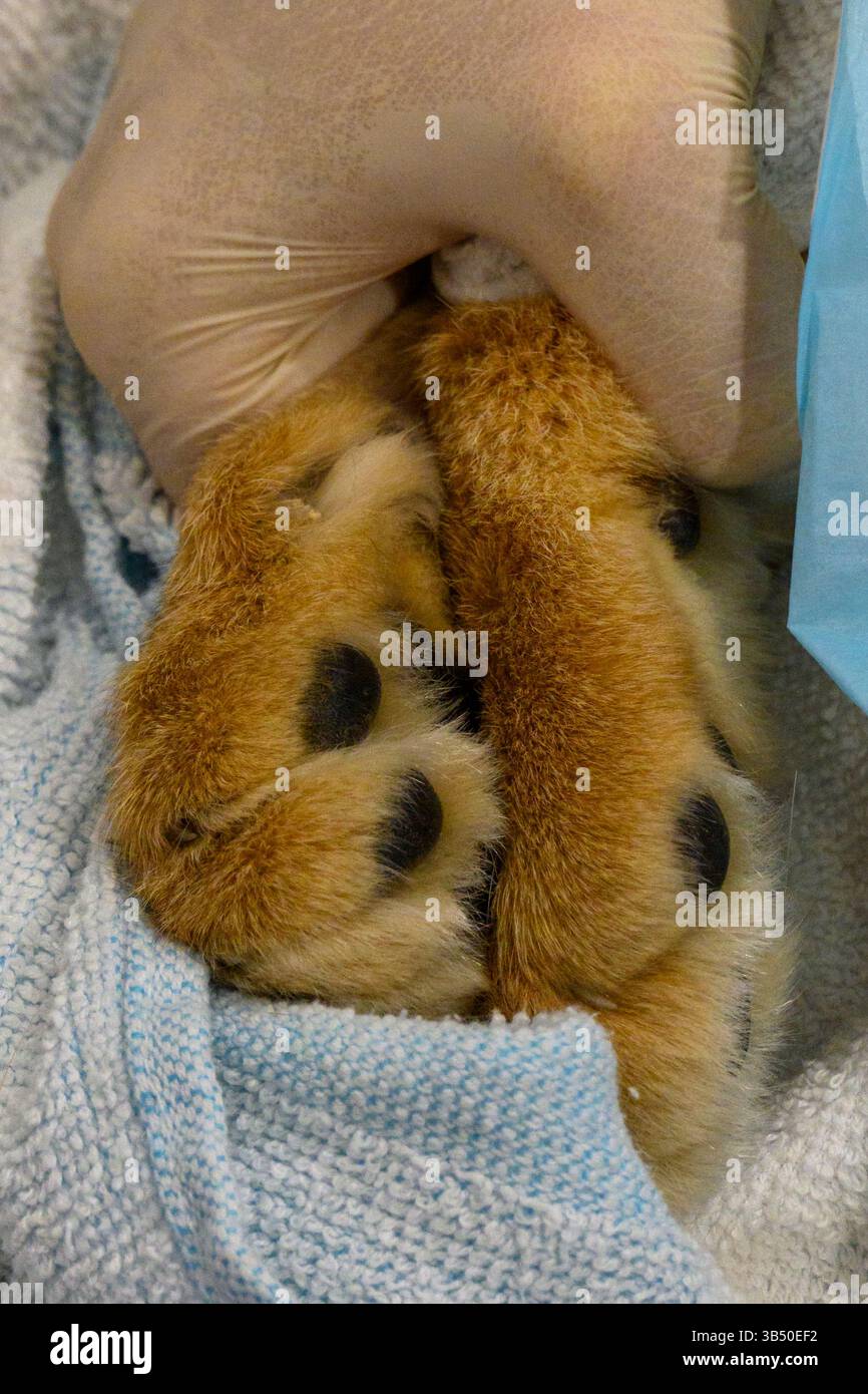 Claws of the hind legs of a caracal (Caracal caracal عناق الأرض Stock ...