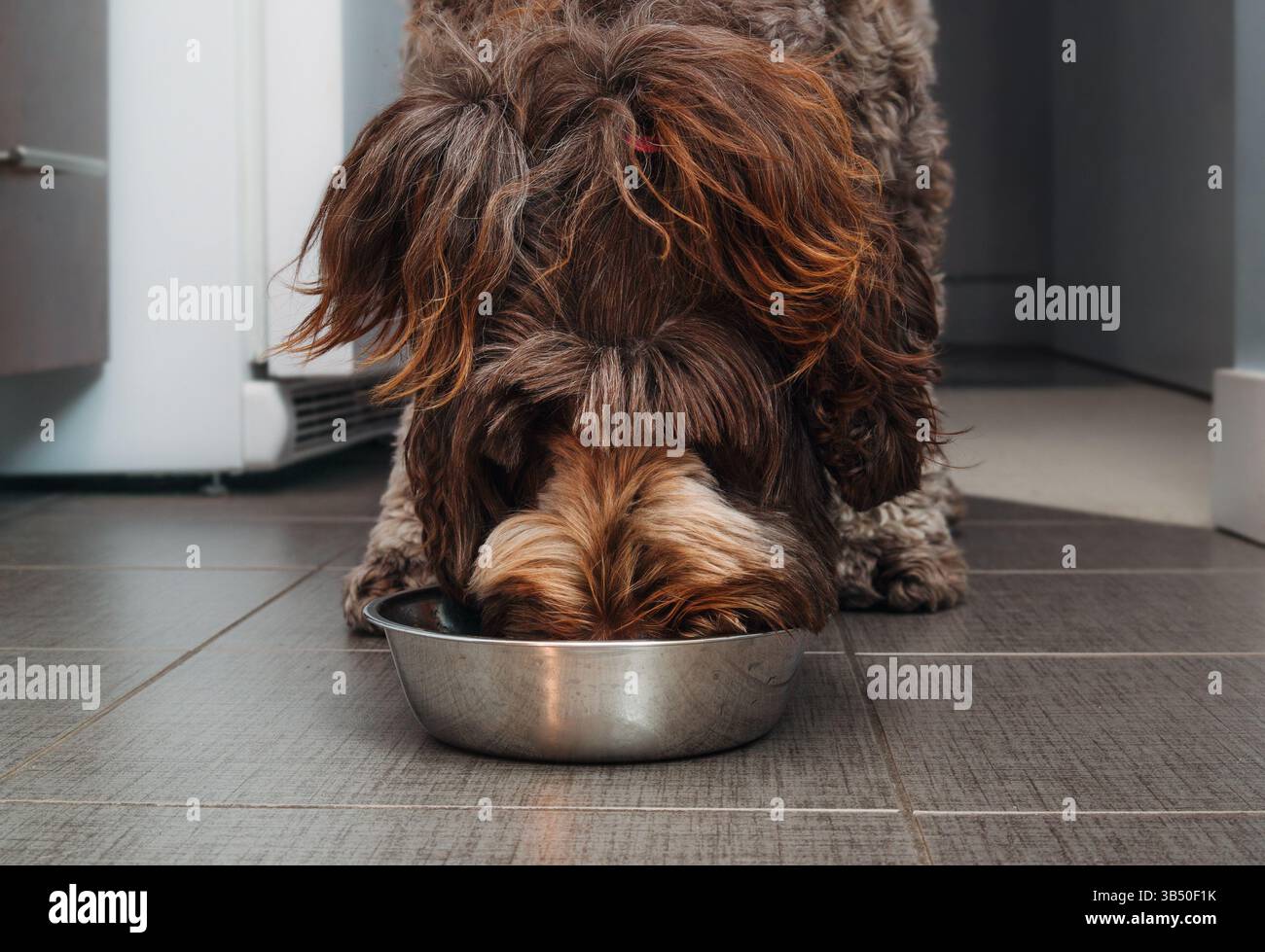 Cute dog eating food. Close up of large fluffy dog eating from ...