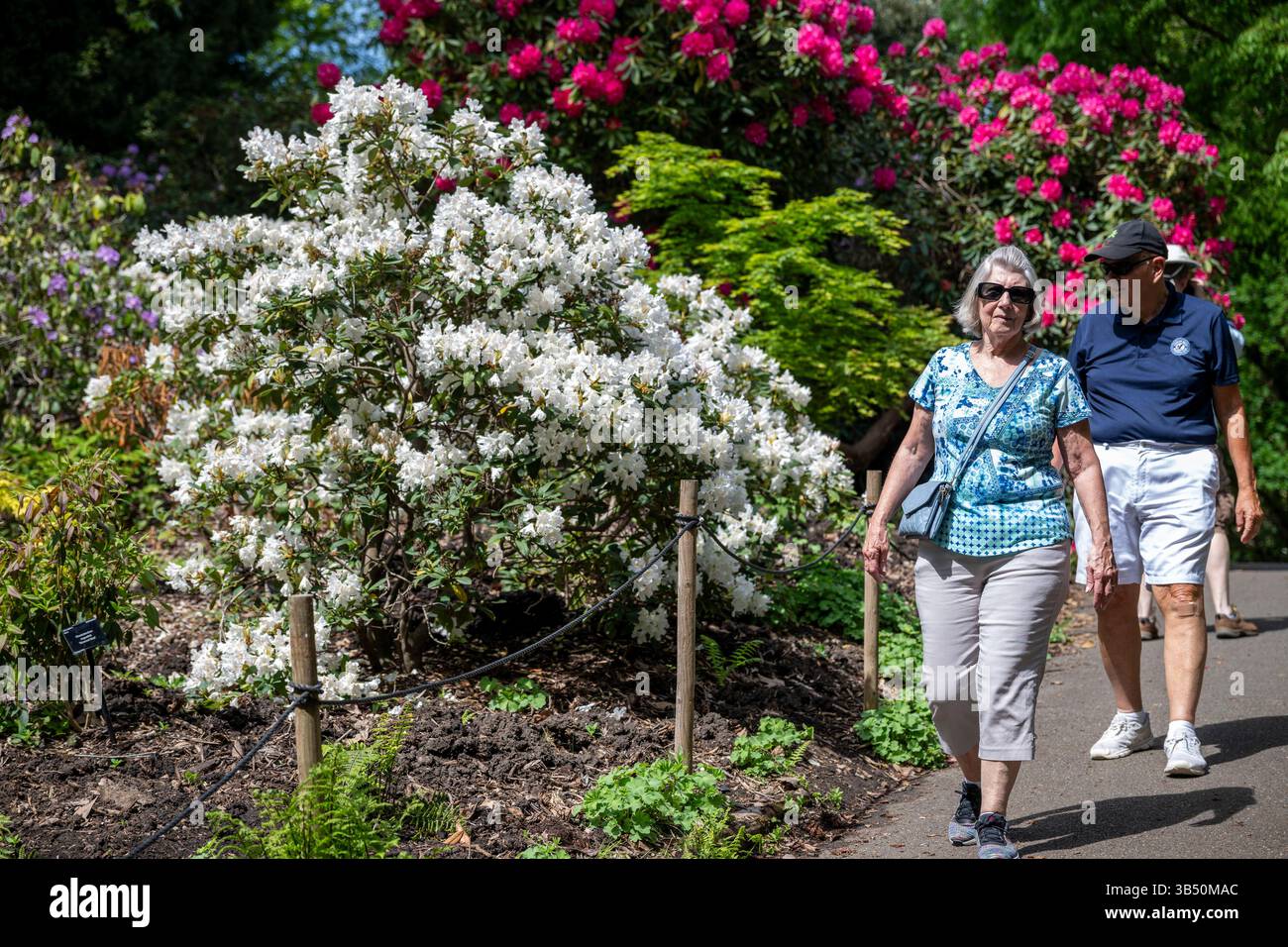 London, UK. 1 May 2025. UK Weather – People pass azaleas and ...