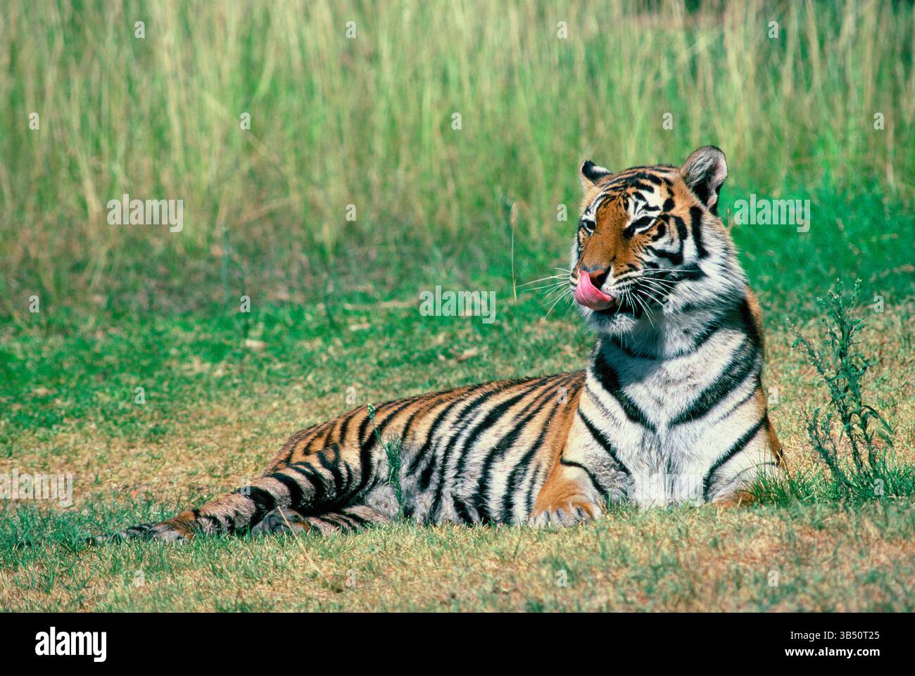 Sumatran Tiger reclining. Taronga Western Plains Zoo, Dubbo. Australia ...