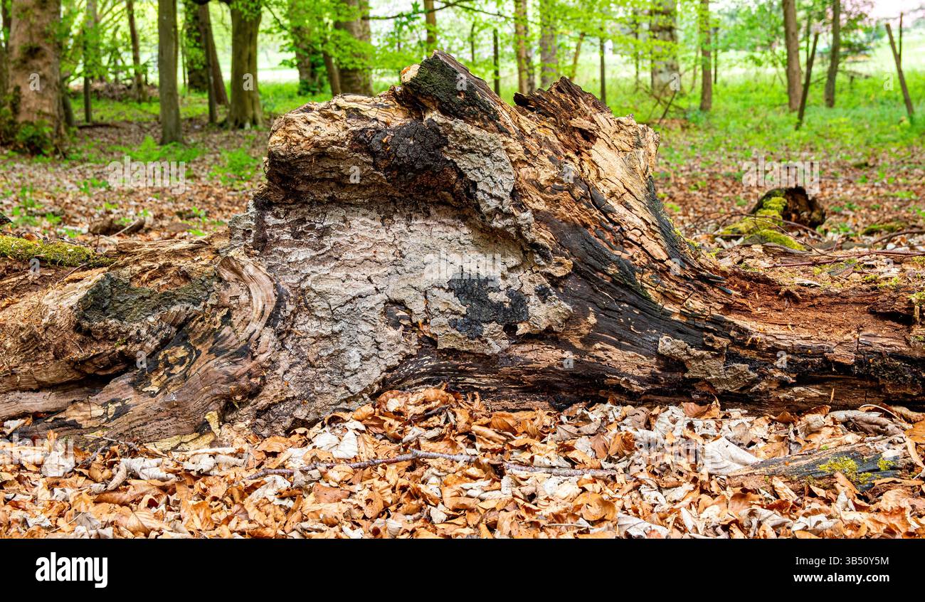 Dundee woodlands in the springtime have oddly formed old trees and ...