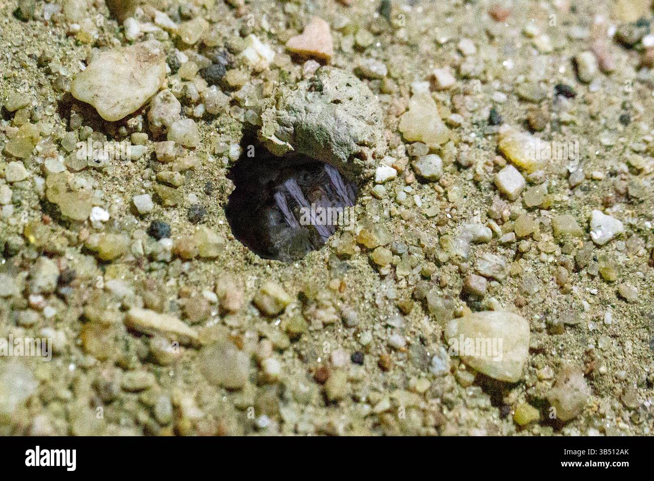 The trapdoor over the burrow, held back to reveal a female dancing ...