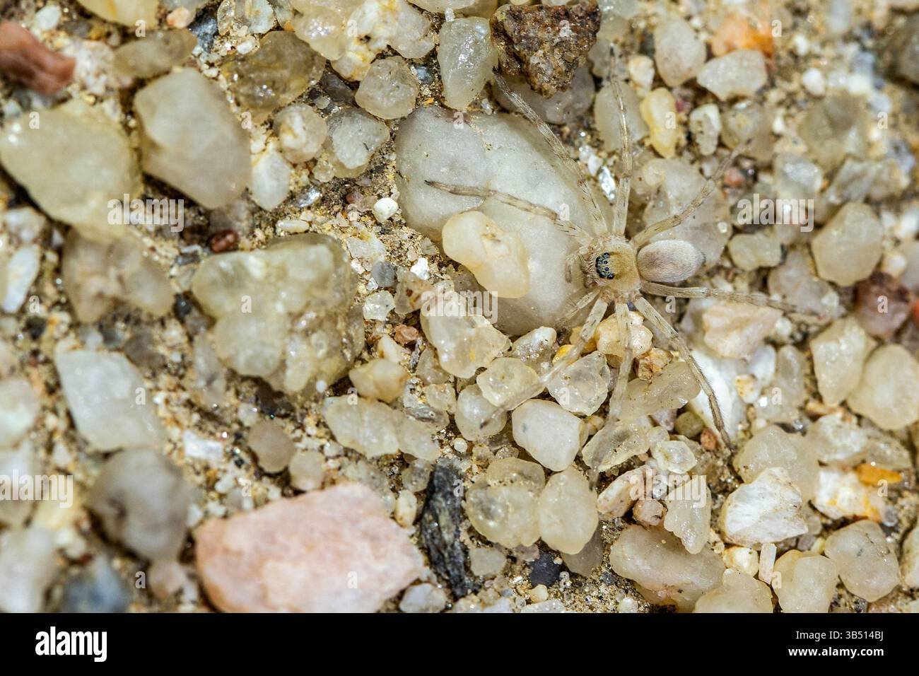 A very young female dancing white lady, huntsman, spider in the Namib ...
