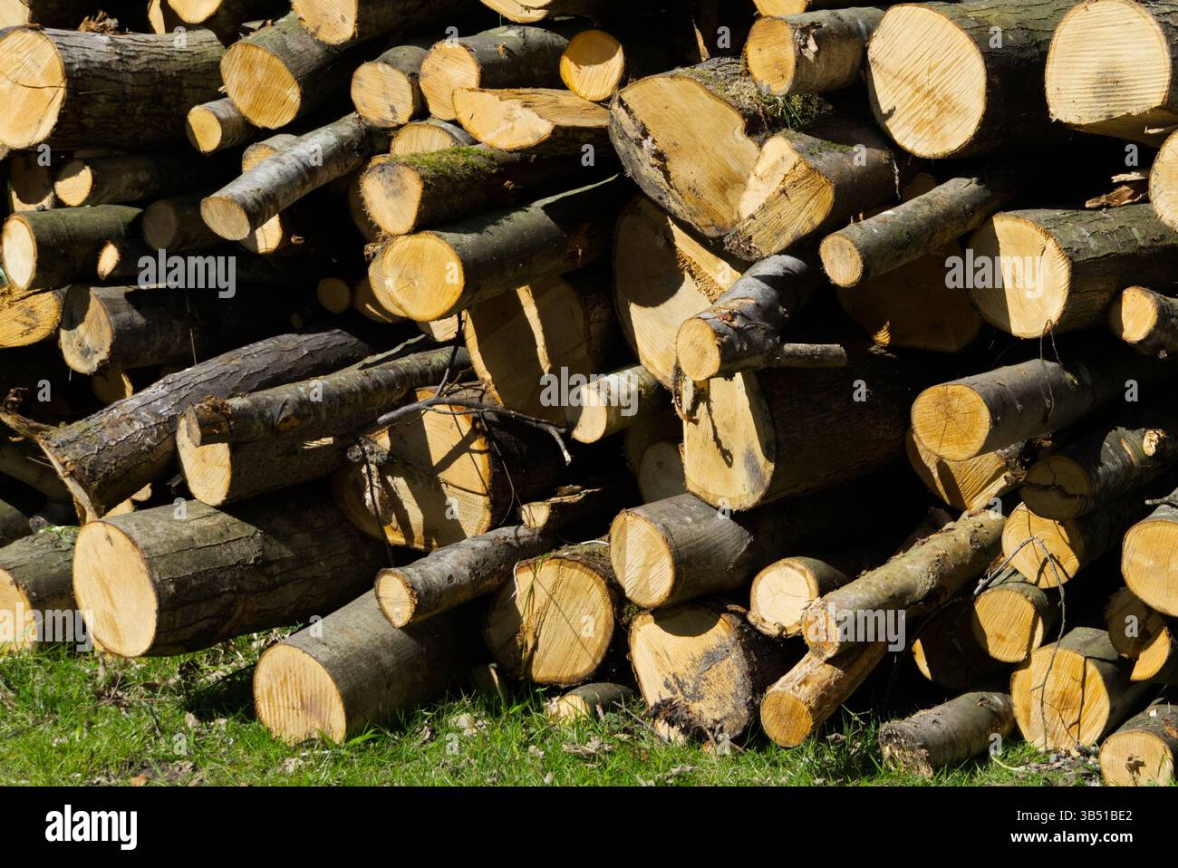 Pile of cut timber logs Stock Photo - Alamy