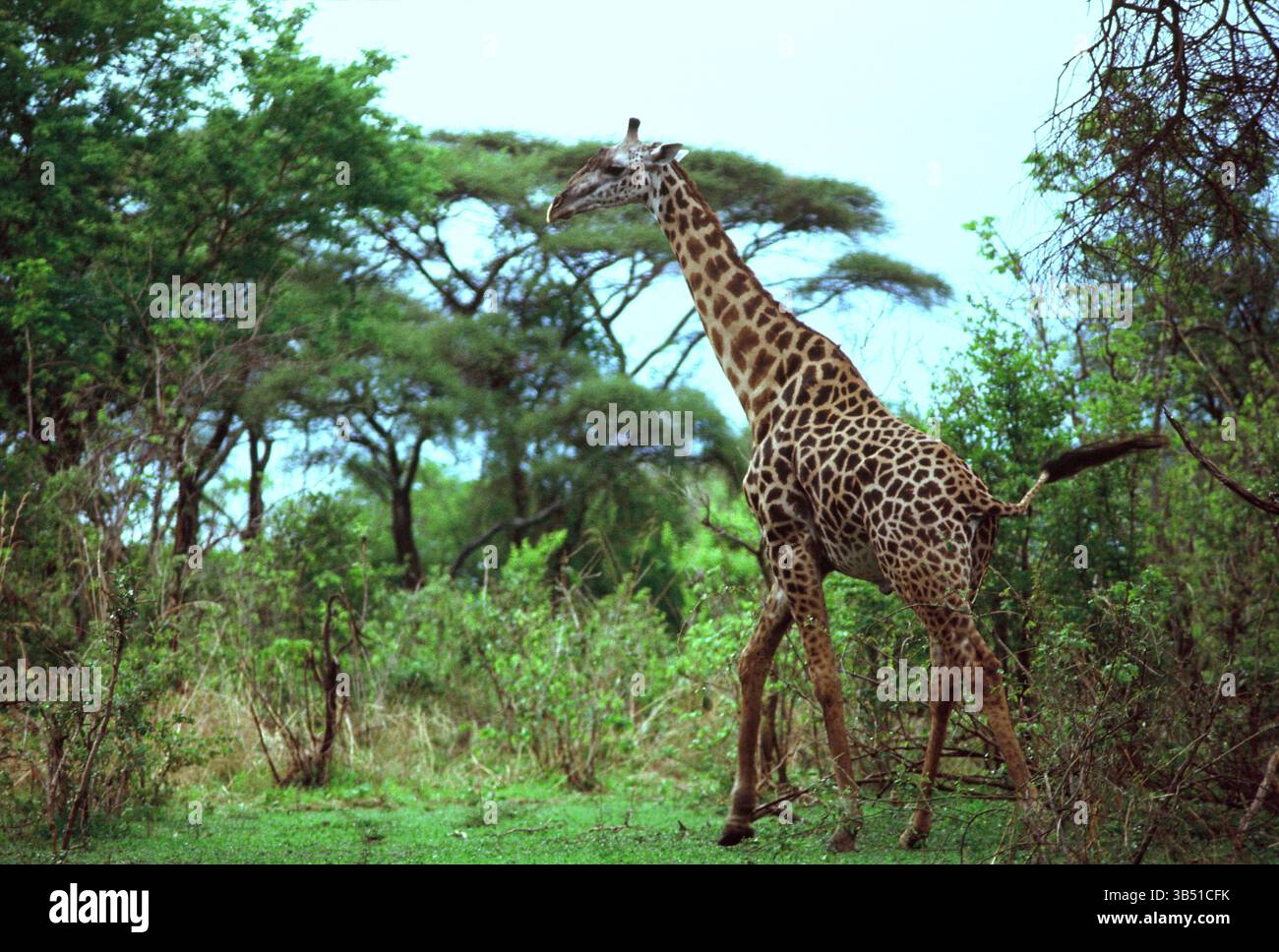 Zambia. Wildlife. Rare Thornicrofts Giraffe. Zambia National Park Stock ...