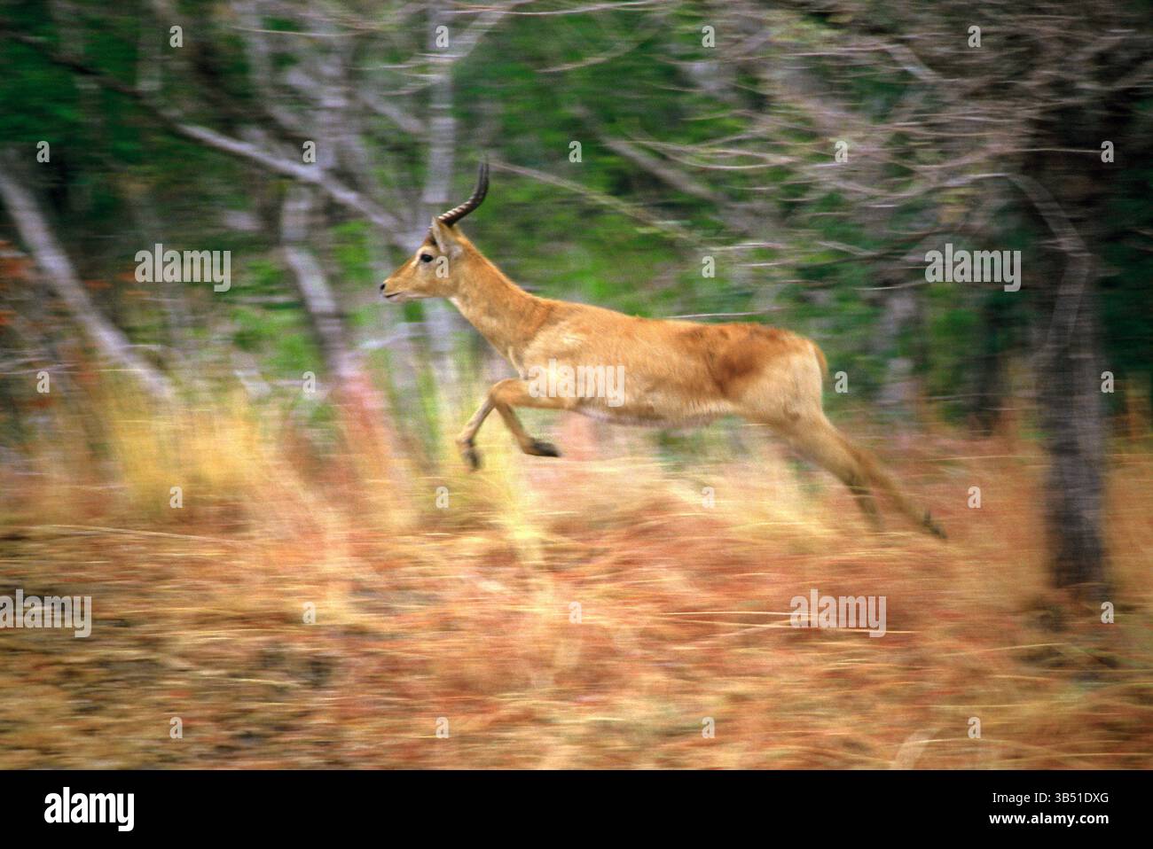 Antelope jumping hi-res stock photography and images - Alamy