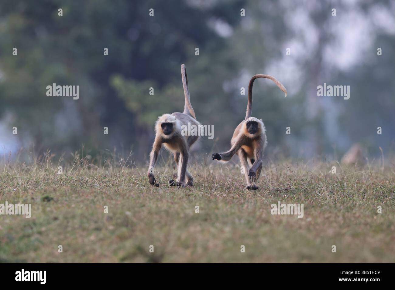 Semnopithecus is a genus of Old World monkeys native to the Indian ...