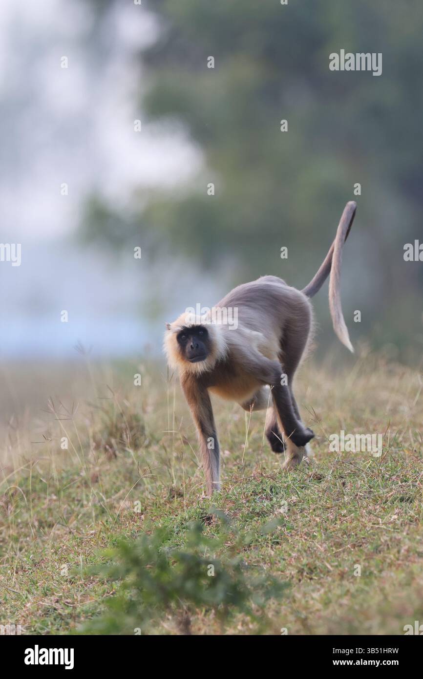 Semnopithecus is a genus of Old World monkeys native to the Indian ...