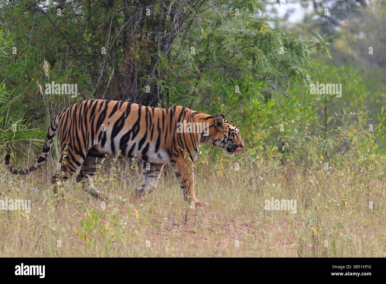 The Bengal tiger is a population of the Panthera tigris tigris ...