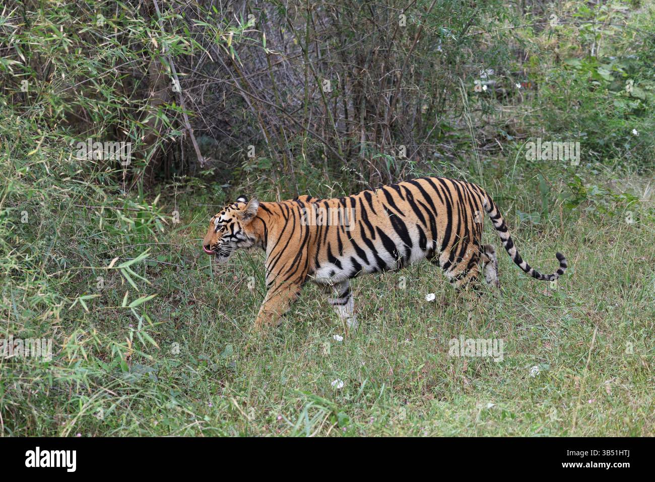 The Bengal tiger is a population of the Panthera tigris tigris ...