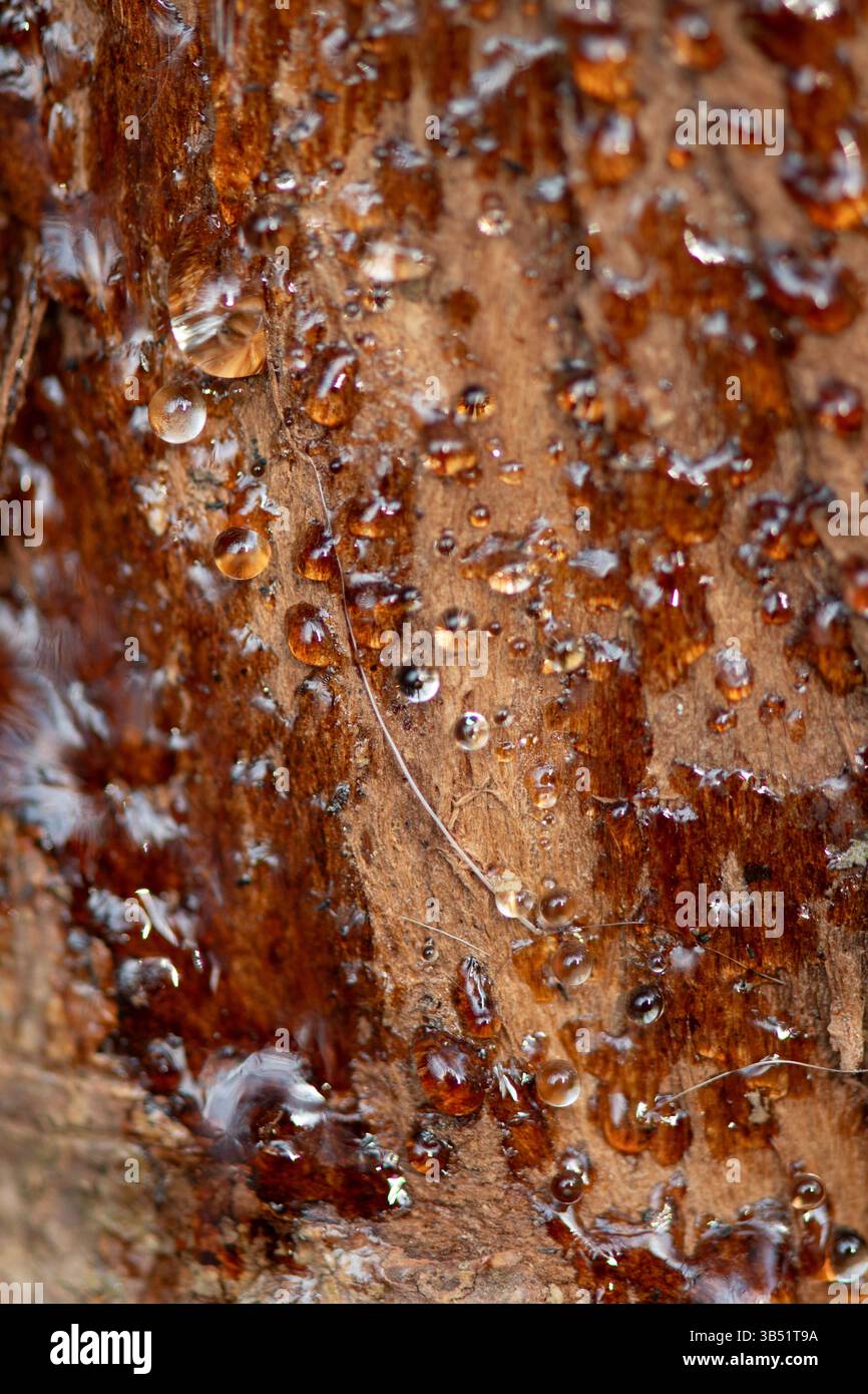 Treefluid hi-res stock photography and images - Alamy