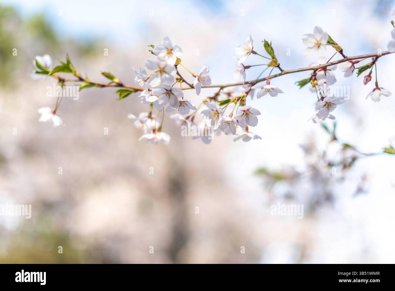 Cherry Blossoms in High Park in Toronto Stock Photo - Alamy