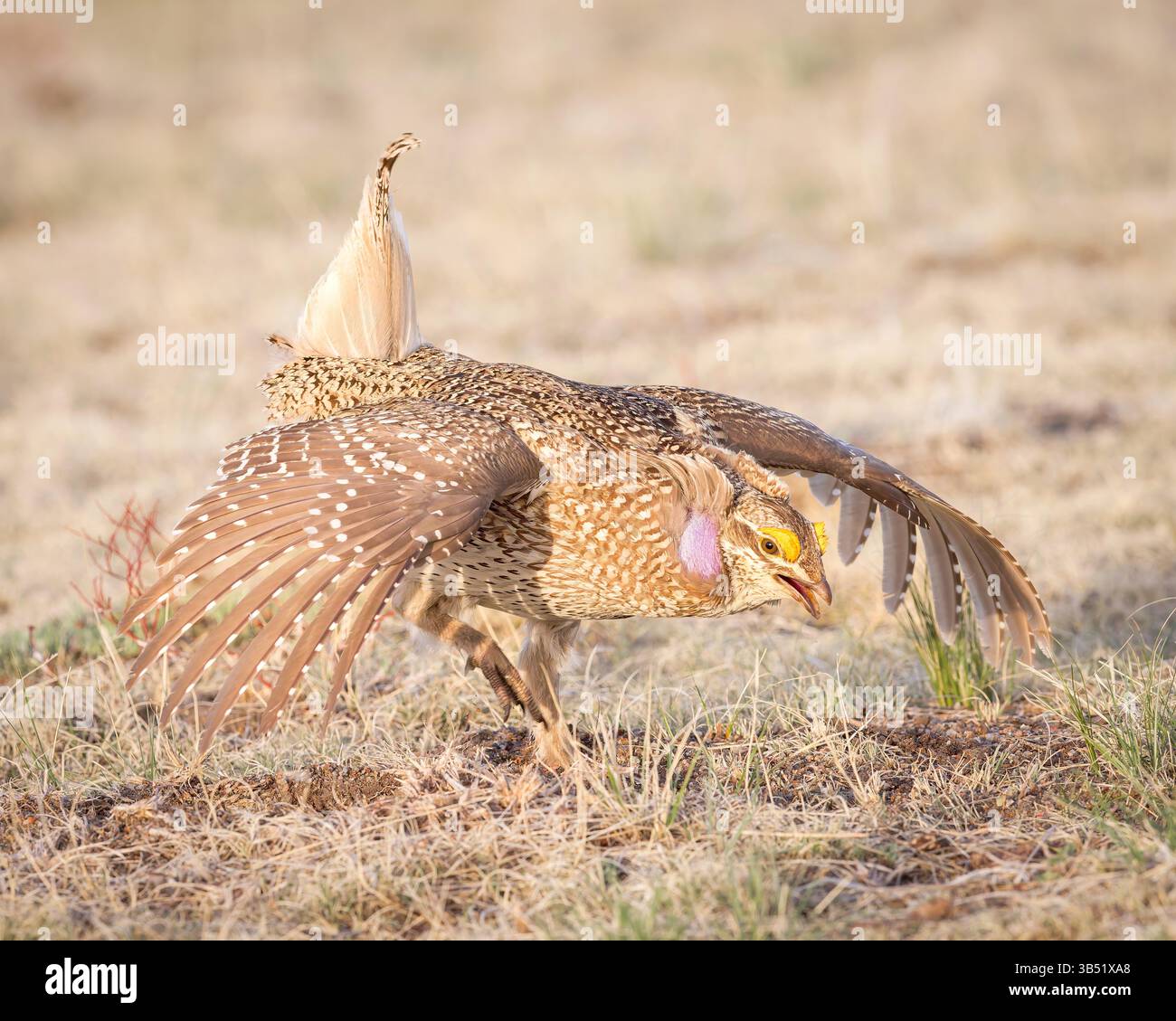 A Sharp-tailed Grouse in courtship display Stock Photo - Alamy