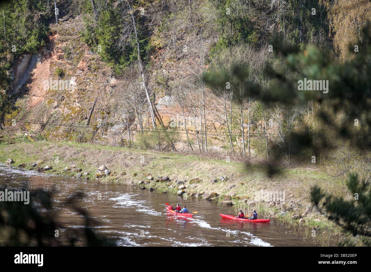 Two red canoes on the river, with two people rowing each boat, and the ...