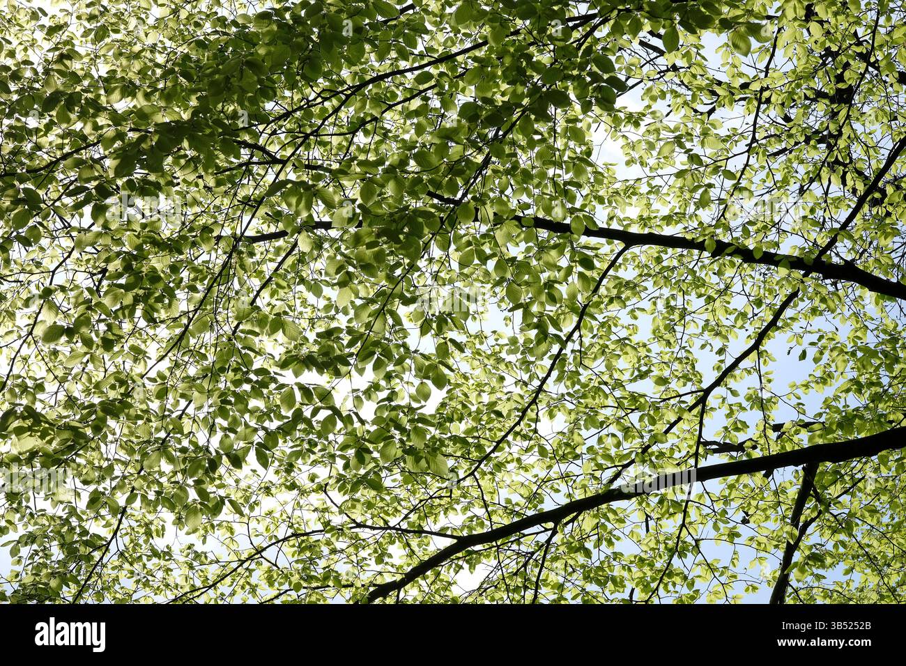spring beech tree leaves on light sky background Stock Photo - Alamy