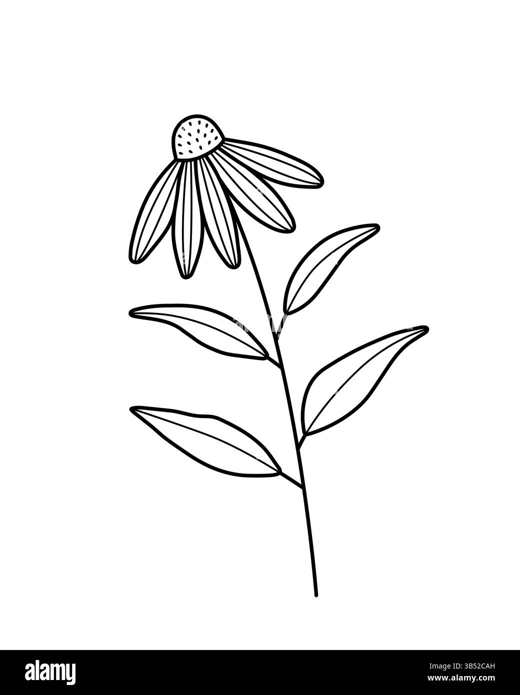 Echinacea flower. Organic nature medical herb. Hand drawn line logo ...