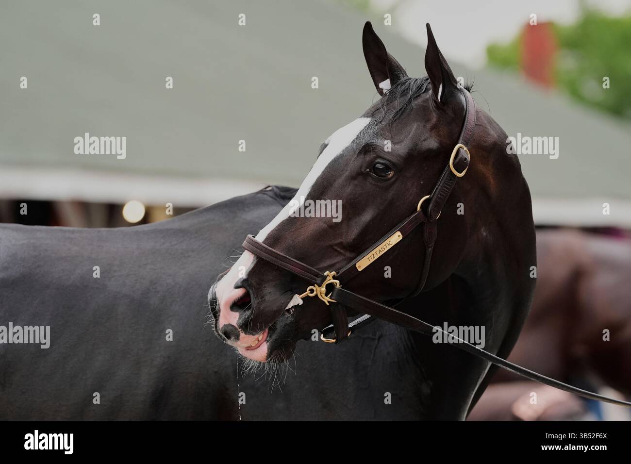 Kentucky Derby entrant Tiztastic gets a bath after a workout at Churchill Downs Thursday, May 1 ...