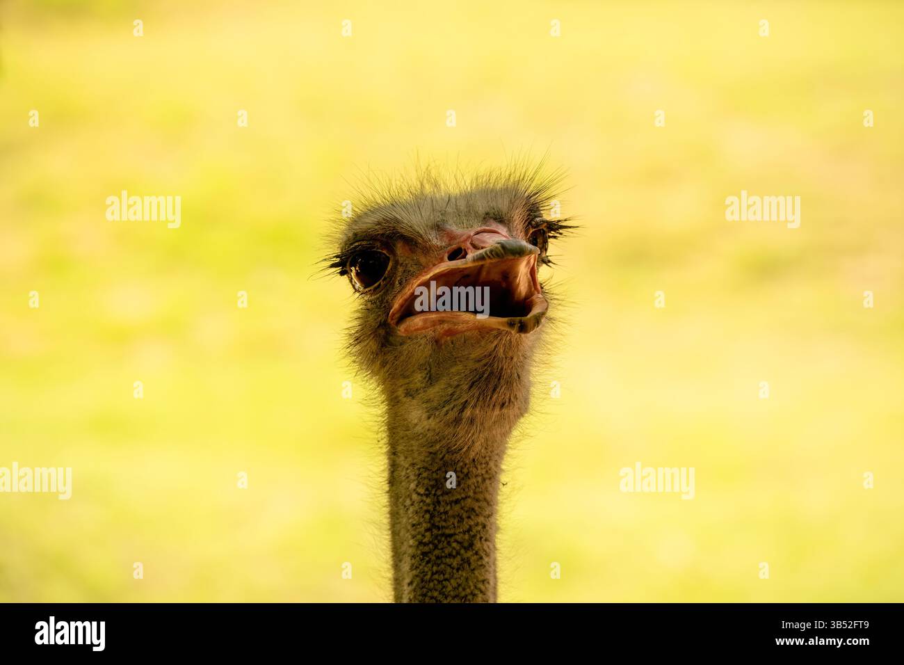 Dramatic close-up of an ostrich face with open beak against a golden ...