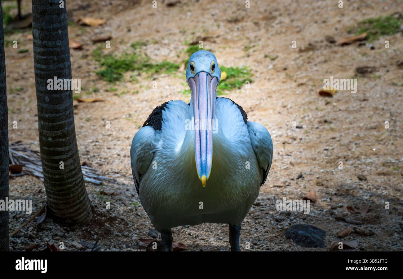 Frontal portrait australian pelican distinctive hi-res stock ...