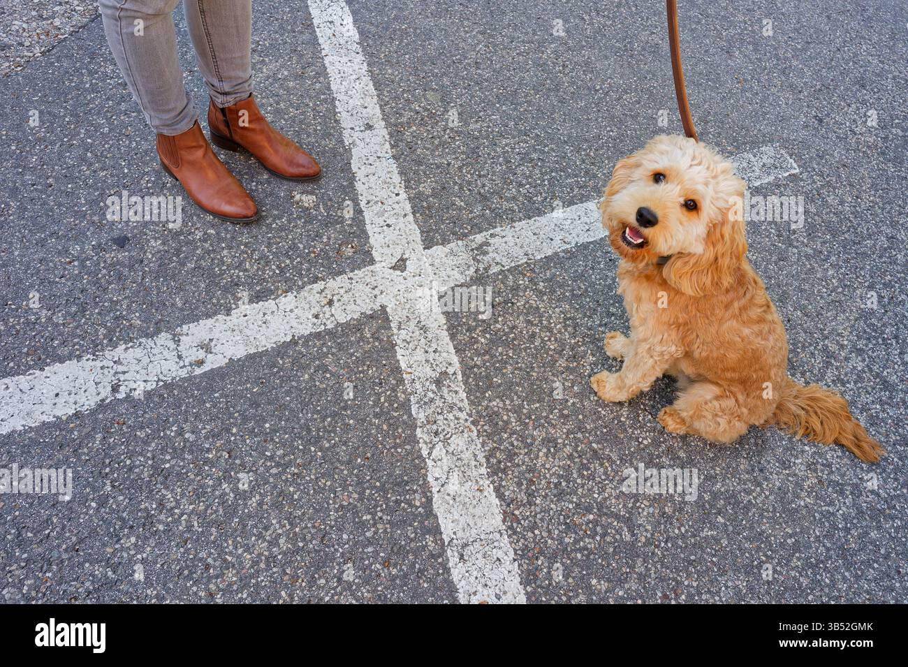 Ob es heute besser klappt Die Hundebesitzerin trainiert ihren Cockapoo Welpen. Bad Reichenhall ...