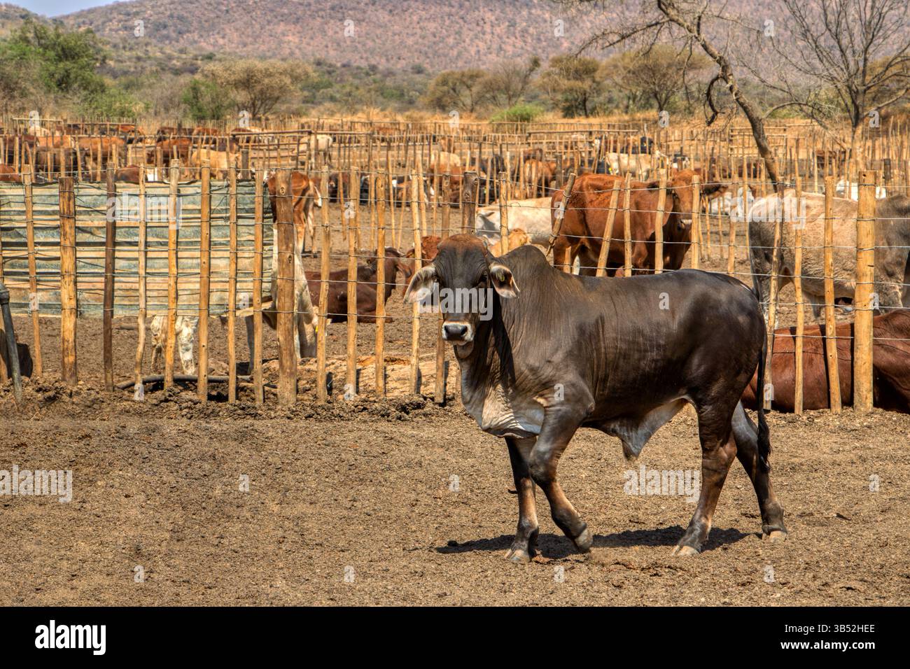 herd of cattle in the pen, Brahman, african bush cattle post kraal ...