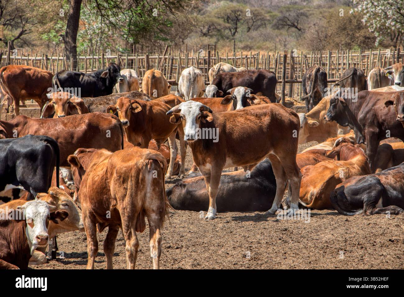 herd of cattle in the pen, african bush cattle post kraal , industrial ...