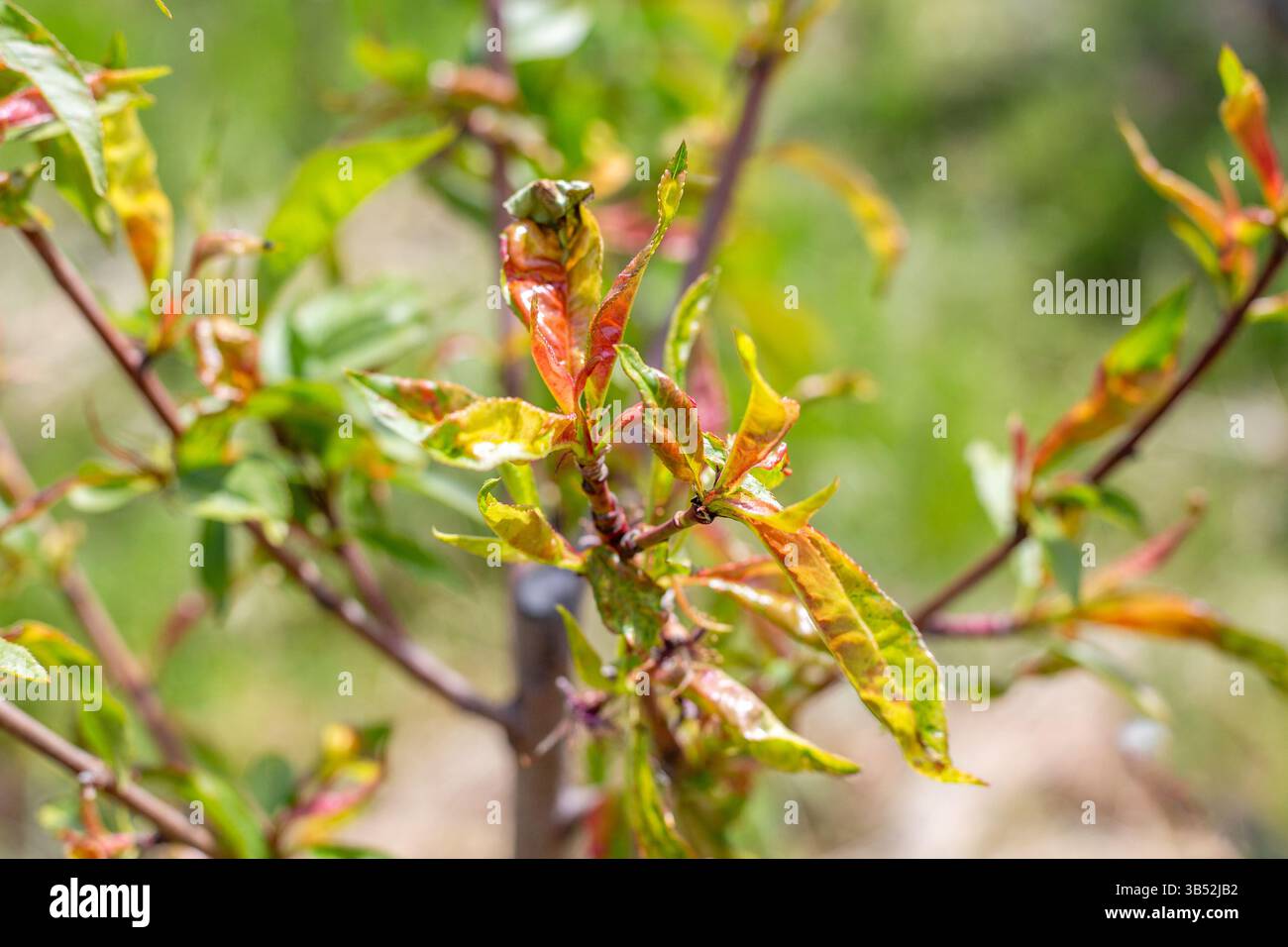 Peach tree leaf curl, young leaf curling. Tree disease and methods of ...
