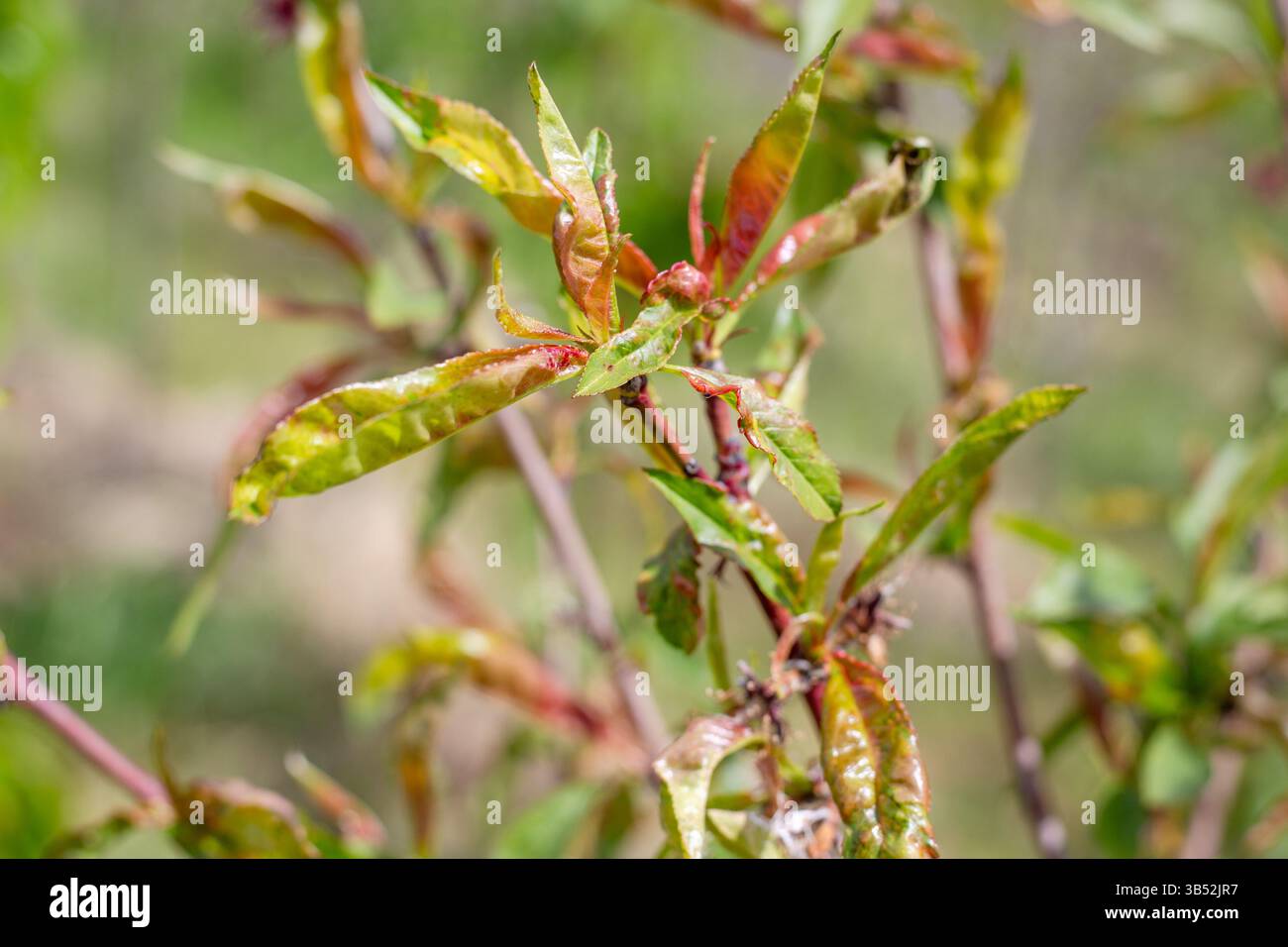 Peach tree leaf curl, young leaf curling. Tree disease and methods of ...