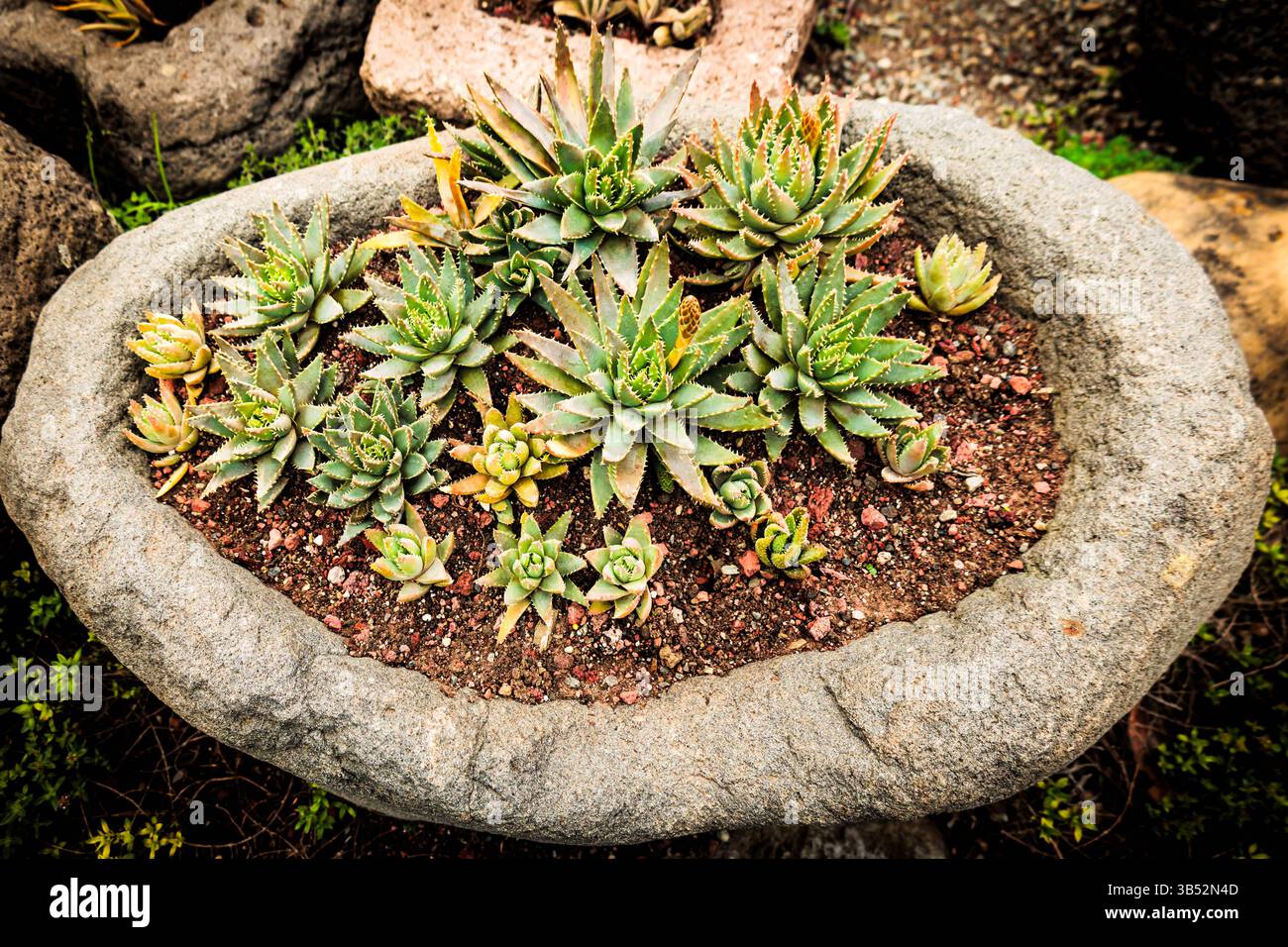Succulent plants with pointed leaves thriving in an oval stone planter ...