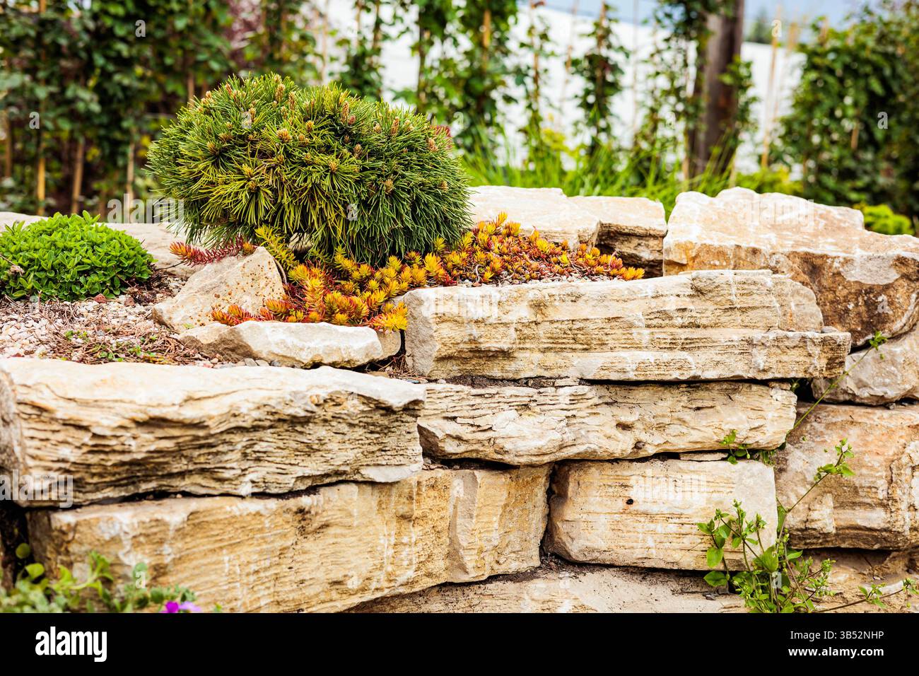 Rock garden composition with textured stone slabs, dwarf pine, green ...