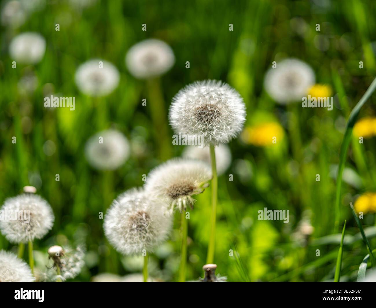 Löwenzahn Taraxacum, Pusteblumen, auf einer Wiese Offenbach am Main ...