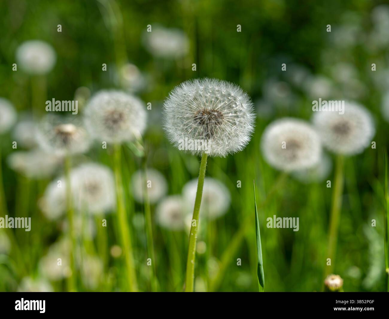 Löwenzahn Taraxacum, Pusteblumen, auf einer Wiese Offenbach am Main ...