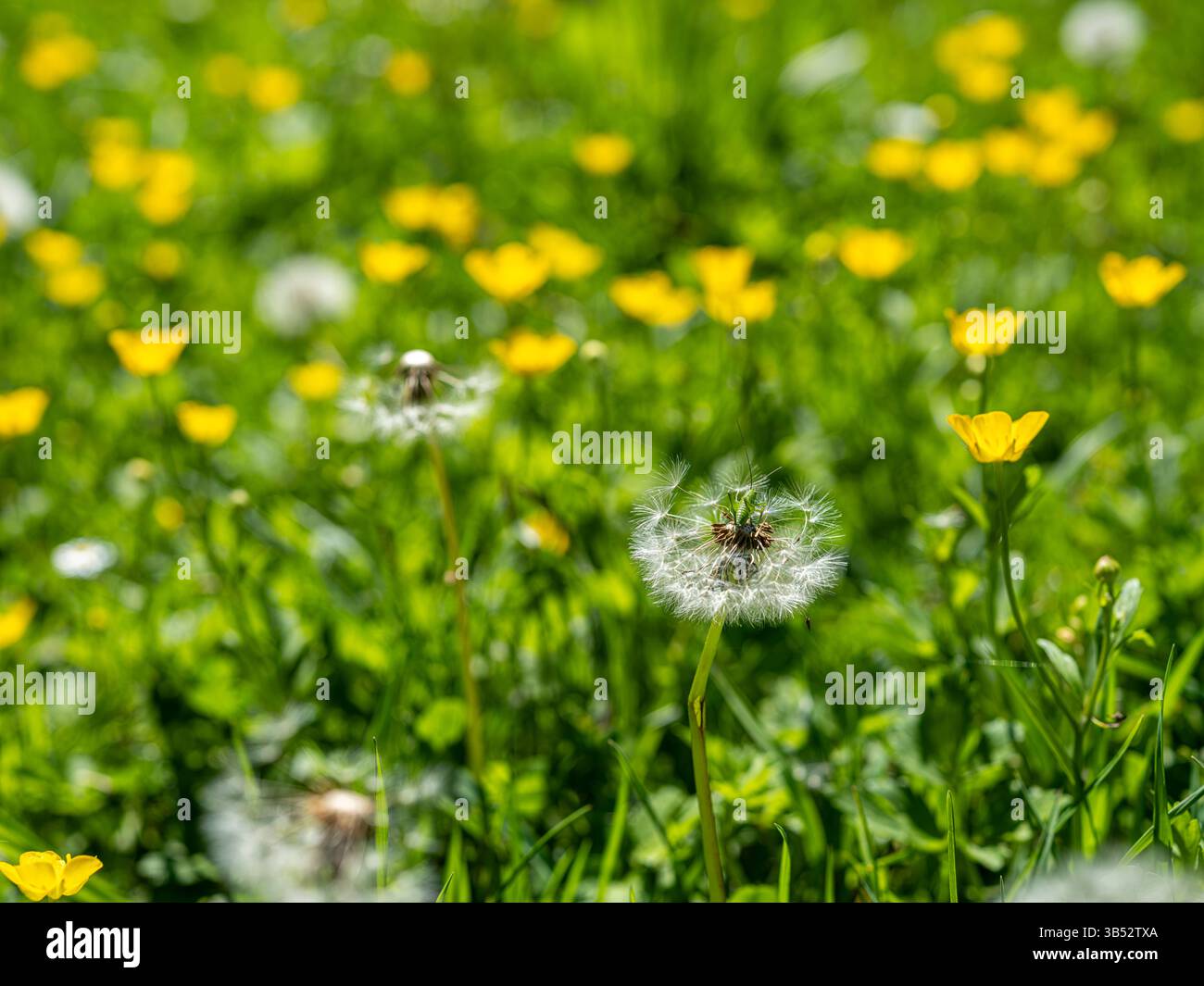 Löwenzahn Taraxacum, Pusteblumen, auf einer Wiese Offenbach am Main ...