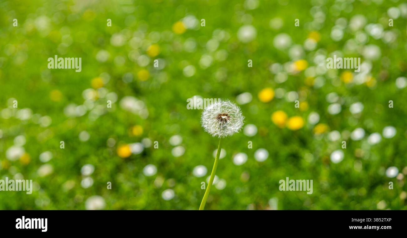 Löwenzahn Taraxacum, Pusteblumen, auf einer Wiese, Panoramafoto ...