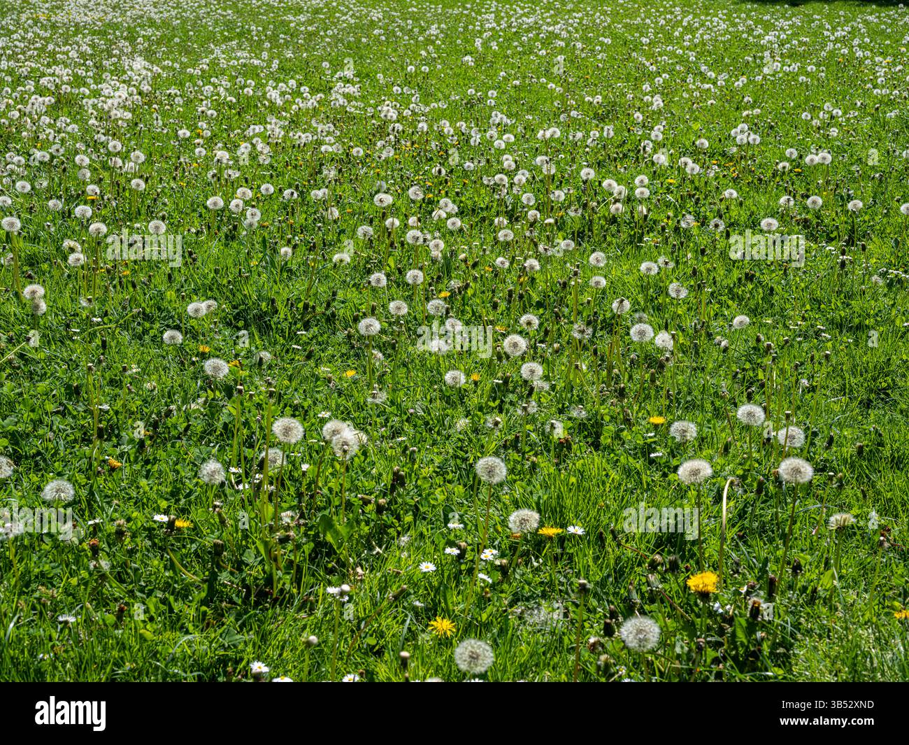 Löwenzahn Taraxacum, Pusteblumen, auf einer Wiese Offenbach am Main ...