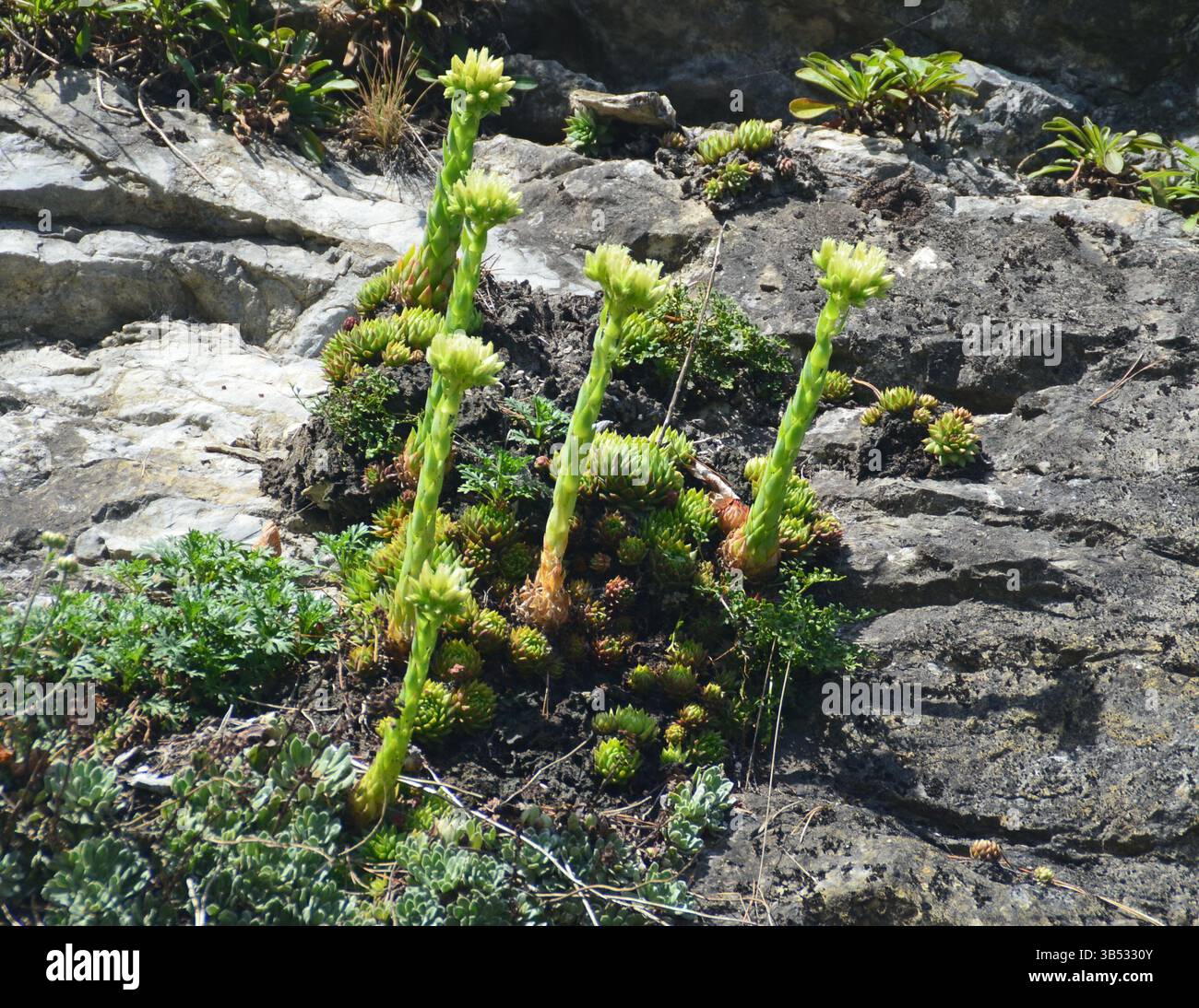Rock garden plants Stock Photo - Alamy
