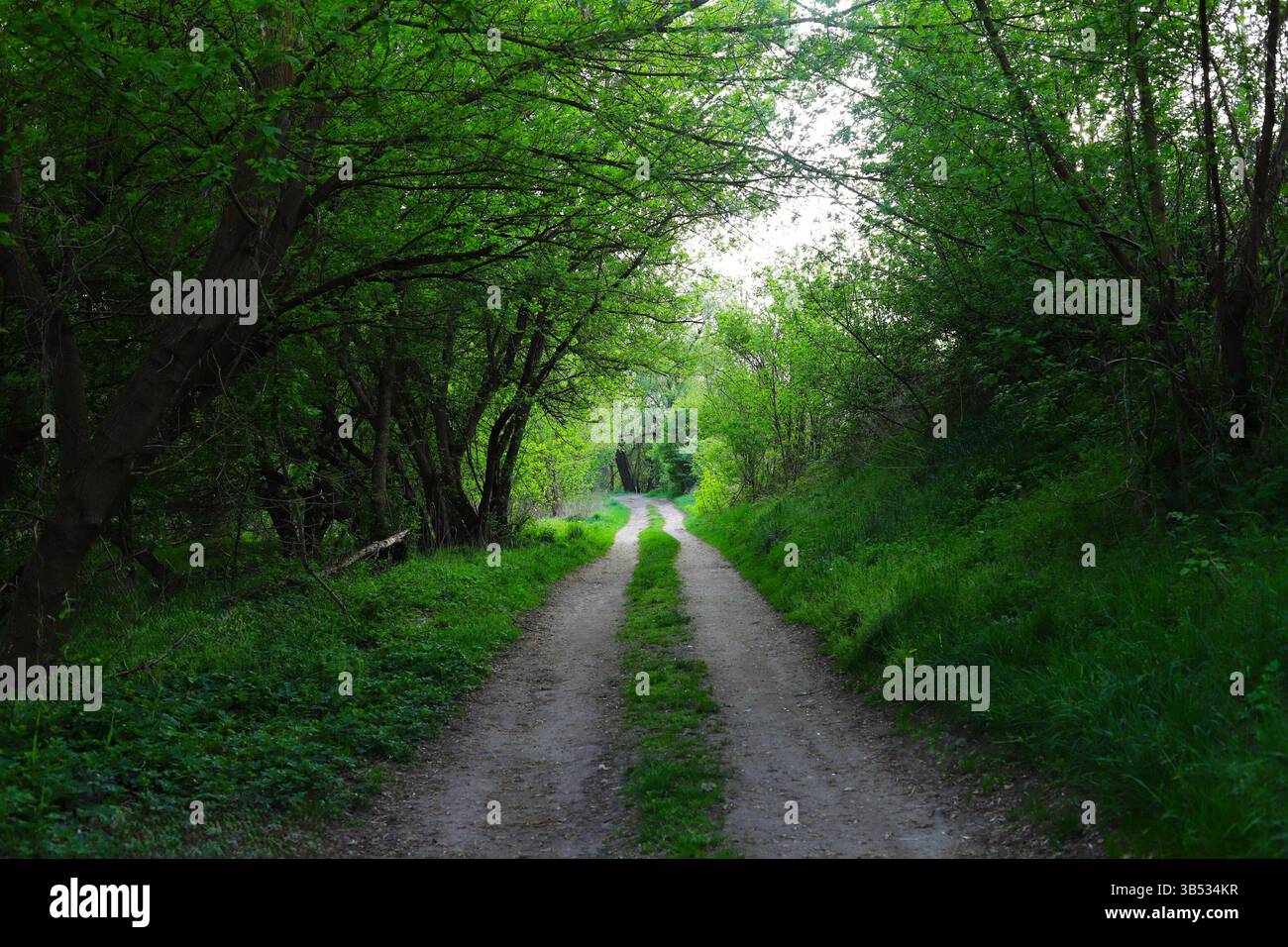 Forest Trail in Early Spring Natural Path Through Pine Trees Stock ...