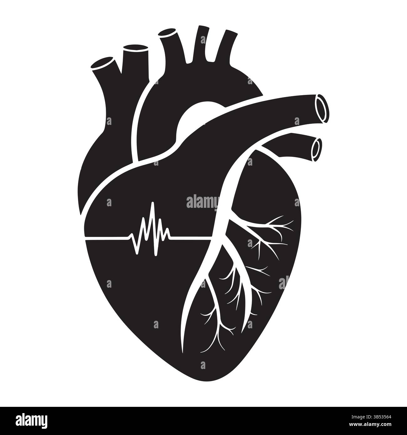 Anatomyvector hi-res stock photography and images - Alamy